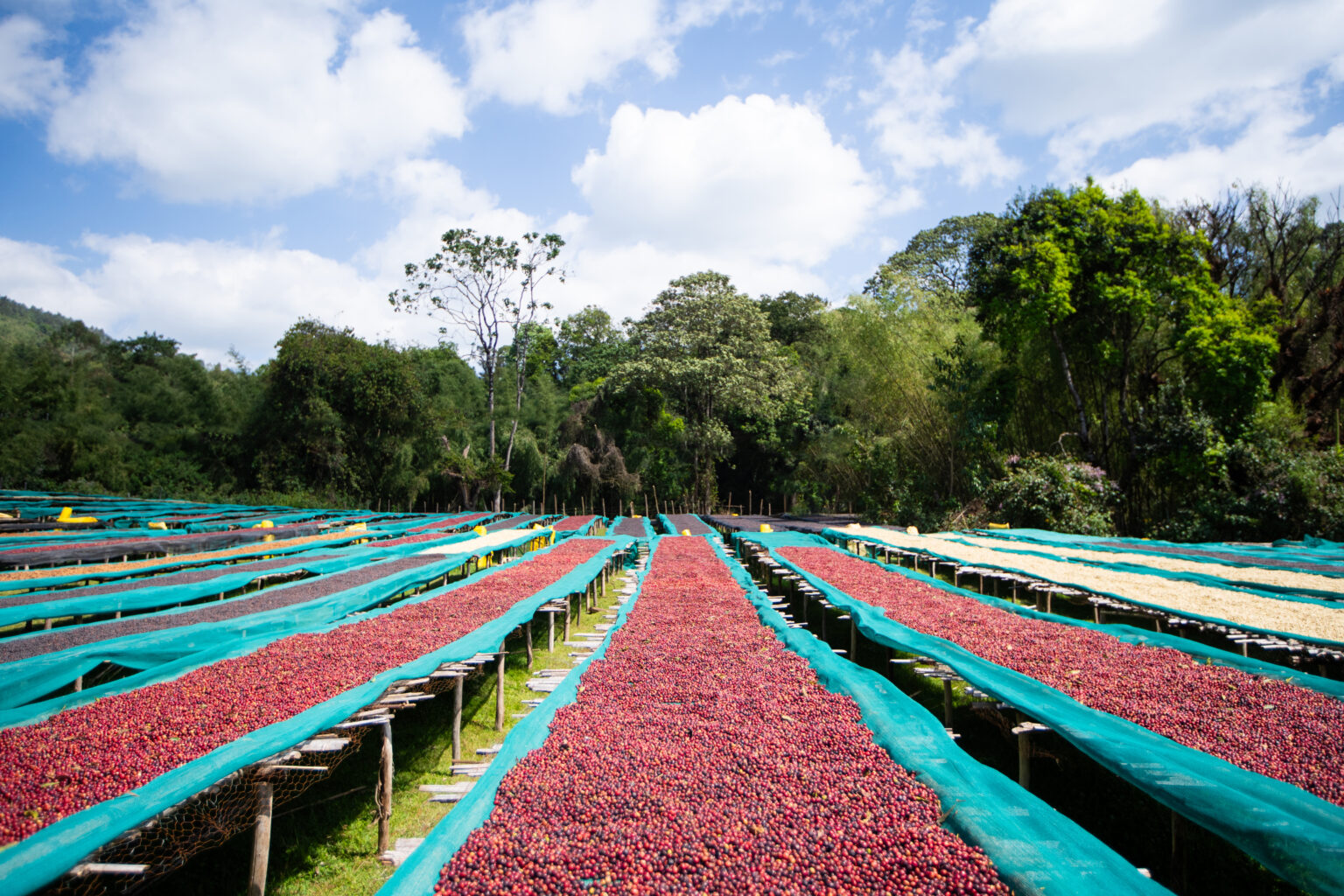 Our Coffee – Alo Coffee